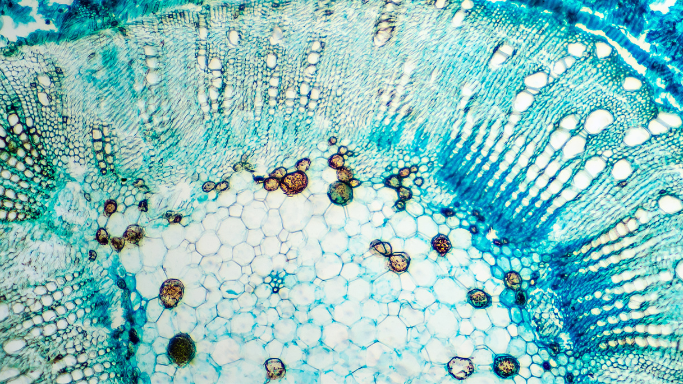 Por qué la mezcla patentada de Moogi se destaca del resto