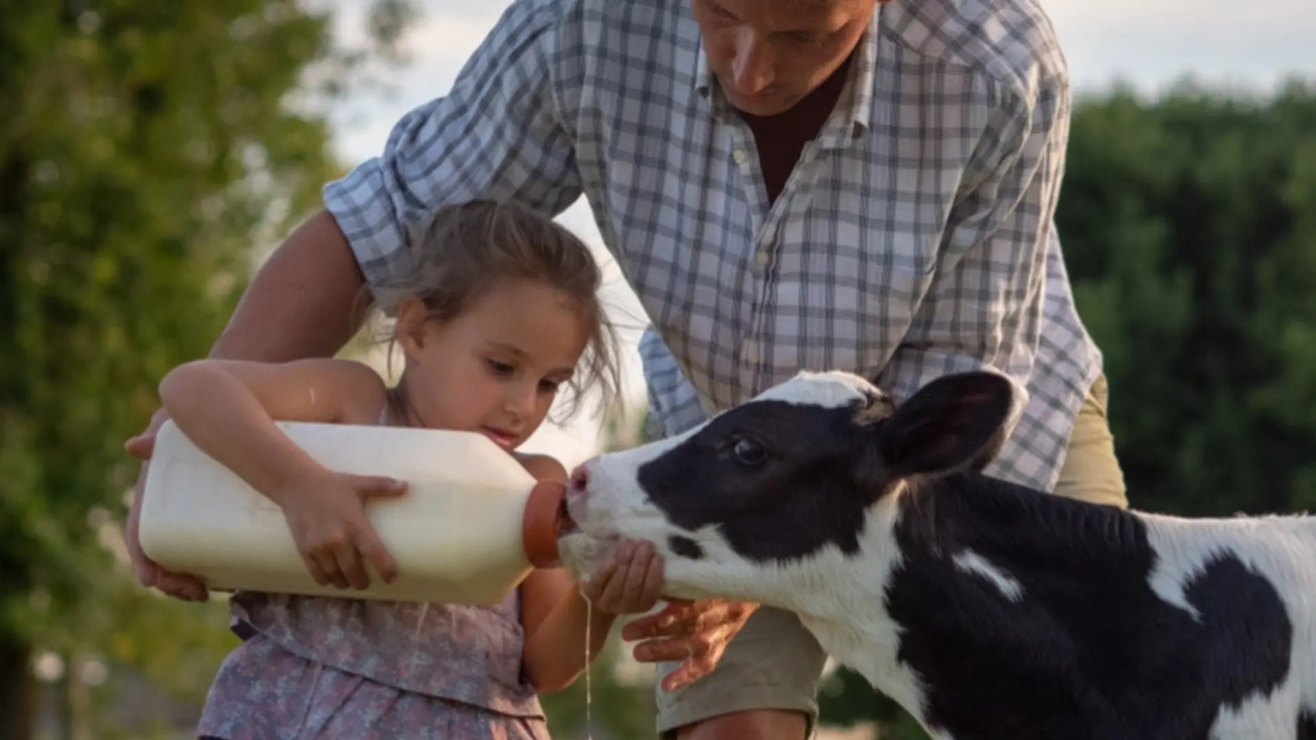 The History of Bovine Colostrum – Moogi