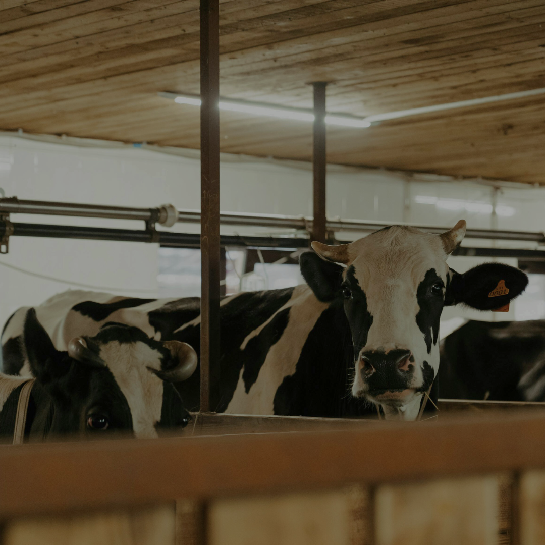 Moogi Colostrum | Where Ancient Nutrition Meets Cutting Edge Science