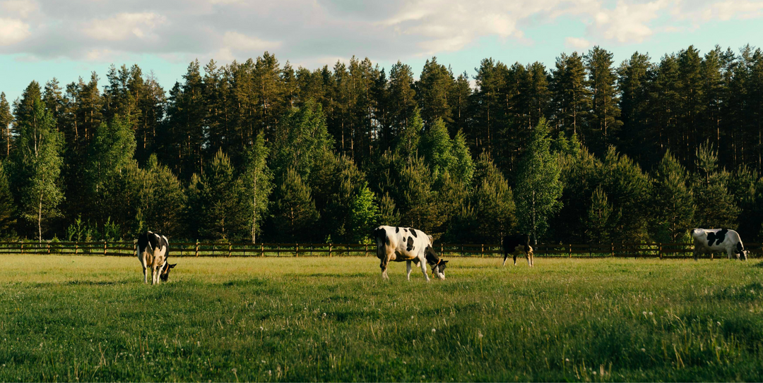 Moogi Colostrum | Where Ancient Nutrition Meets Cutting Edge Science